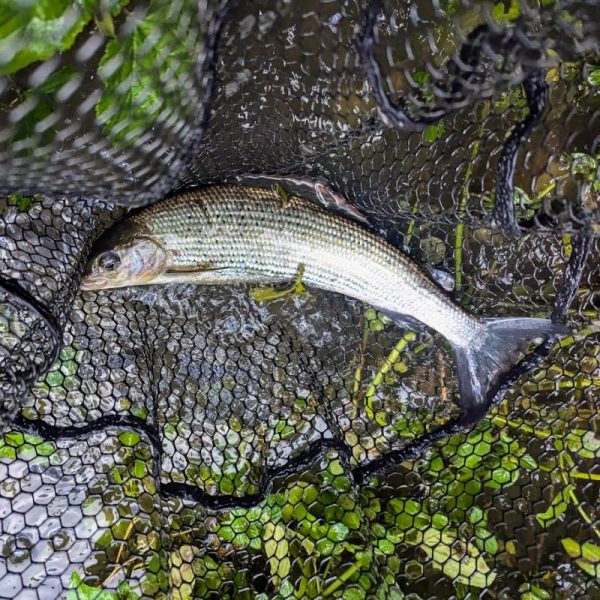 Fly Fishing for Grayling in Autumn: A Day on the River Euro Nymphing ...