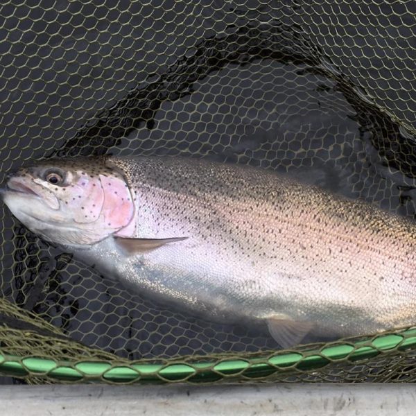 Cast Less, Catch More: Why Fly Casting Efficiency Catches Fish - Peaks ...